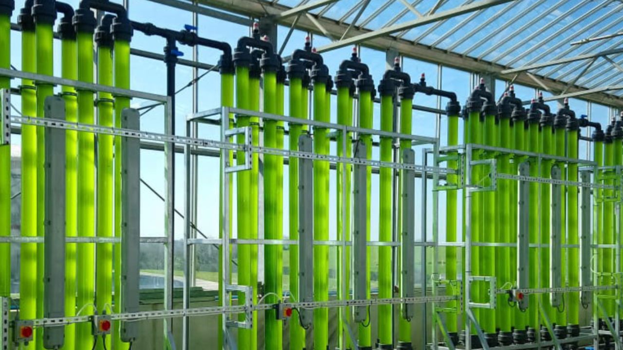 Microalgae Matter Most for the Future of Food Systems